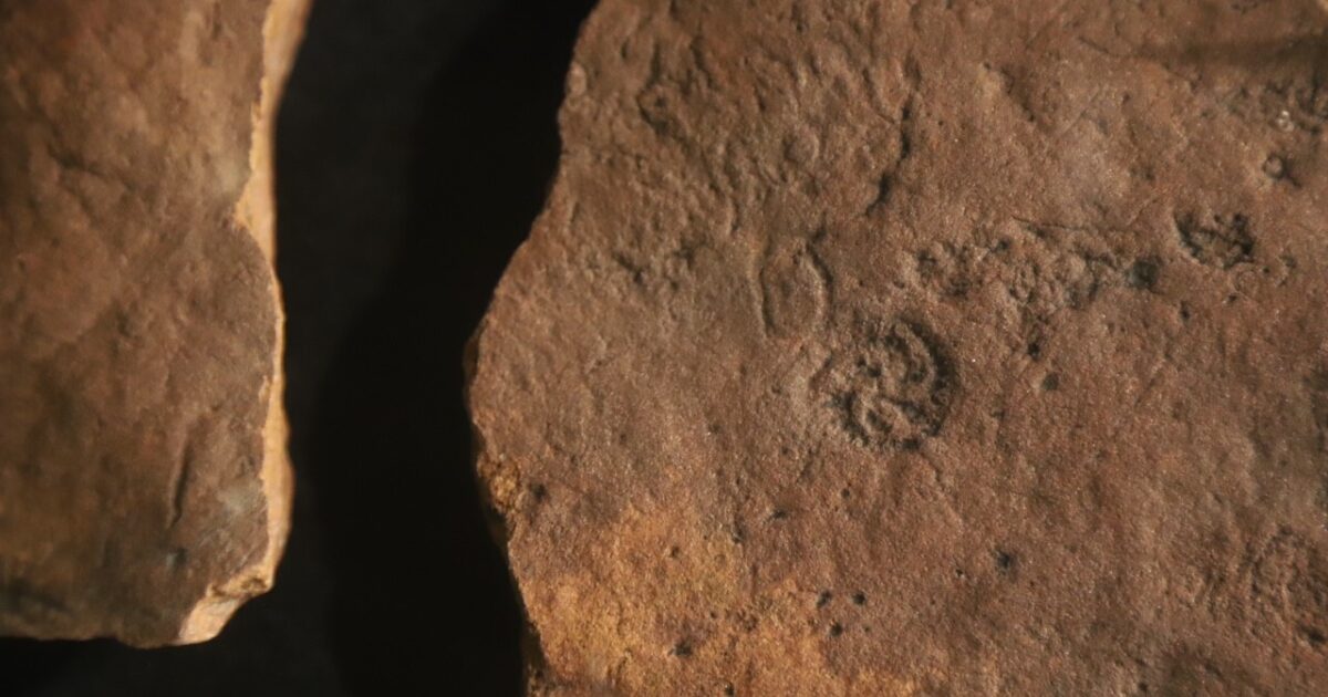 Prehistoric Wonders: A Deep Dive into… | Government House Adelaide